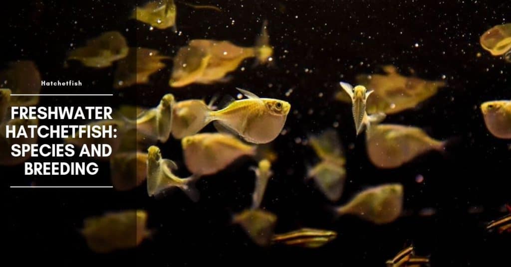 Freshwater Hatchetfish: Species and Breeding - The Aquarium Adviser