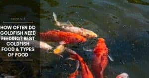 How Often Do Goldfish Need Feeding? Best Goldfish Food&Types of Food