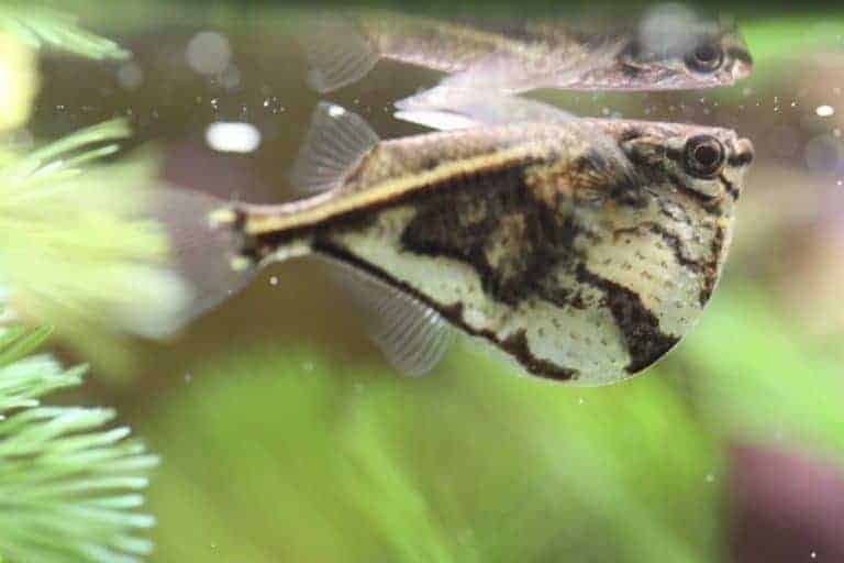 Freshwater Hatchetfish: Species and Breeding - The Aquarium Adviser