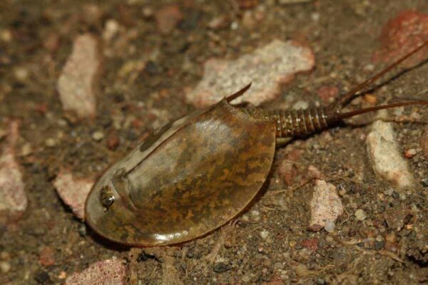Triops Aquarium Care: Hatching, Tank Setup & Diet (Complete Guide 2022)