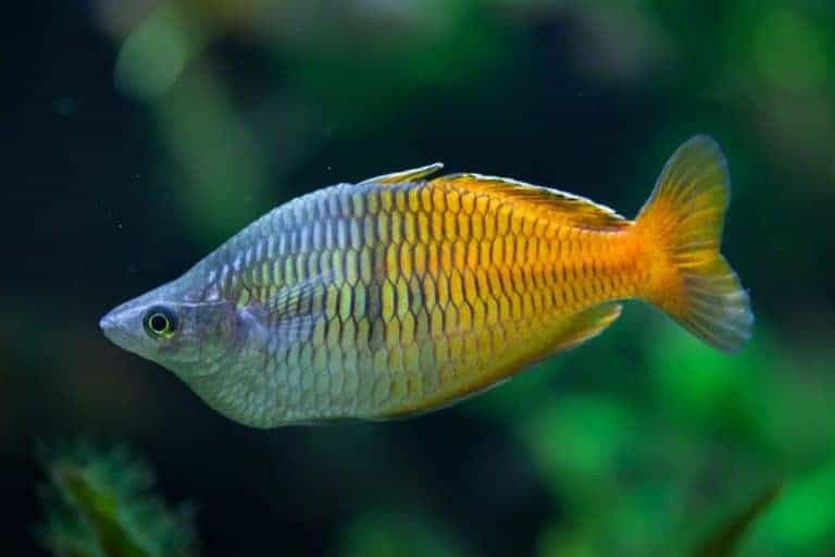 Rainbow Fish Species: Types of Small Rainbow Fish