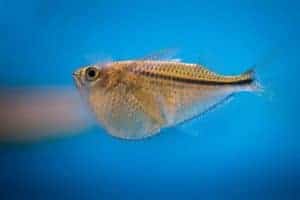 Freshwater Hatchetfish: Species and Breeding - The Aquarium Adviser