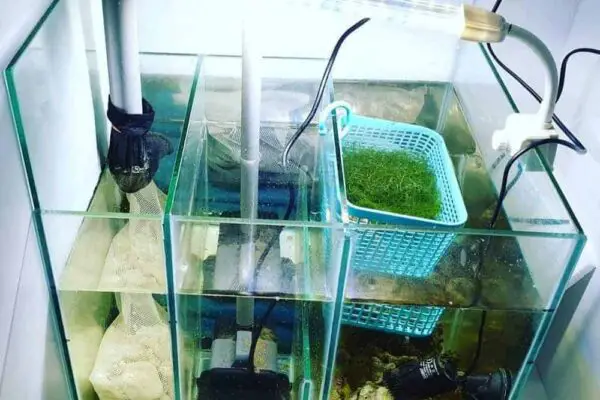 Freshwater Refugium: Setup, Plants & How to Make DIY Refugium