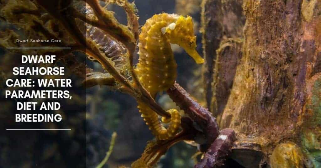 Dwarf Seahorse: Care, Diet, Tank, Water Parameters, and Breeding