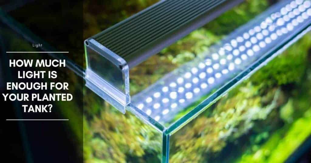 How Much Light Is Enough For Your Planted Tank? - The Aquarium Adviser