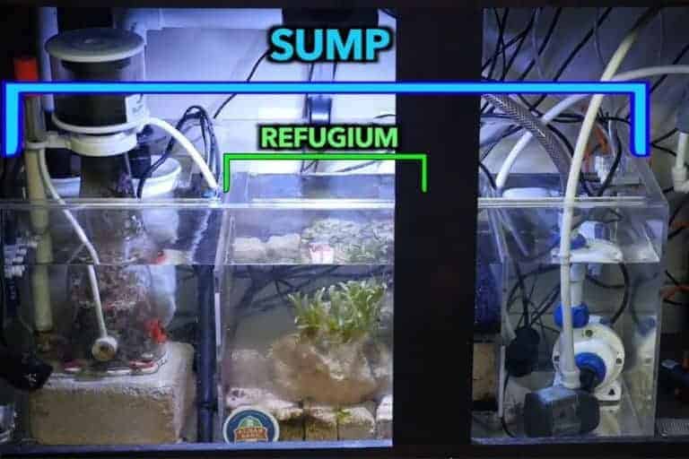 Freshwater Refugium: Setup, Plants & How to Make DIY Refugium