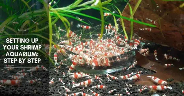 Shrimp Aquarium Setup and Shrimp Tank Mates - The Aquarium Adviser