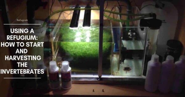Freshwater Refugium: Setup, Plants & How to Make DIY Refugium