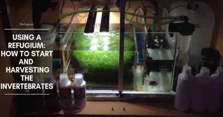 Freshwater Refugium: Setup, Plants & How to Make DIY Refugium