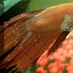 Discus Fish Care Guide | Types, Breeding, Setup | TheAquariumAdviser