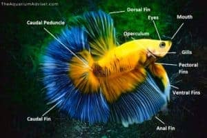 Betta Fish Anatomy, Facts and Breathing - The Aquarium Adviser