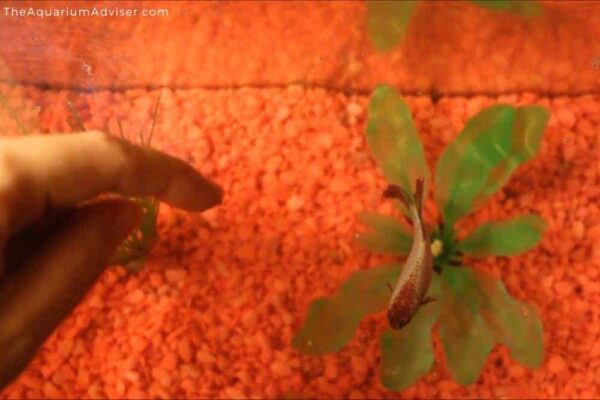 Tricks to Teach Your Betta Fish: Follow Finger & Jumping Through Hoop