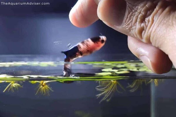 Tricks to Teach Your Betta Fish: Follow Finger & Jumping Through Hoop