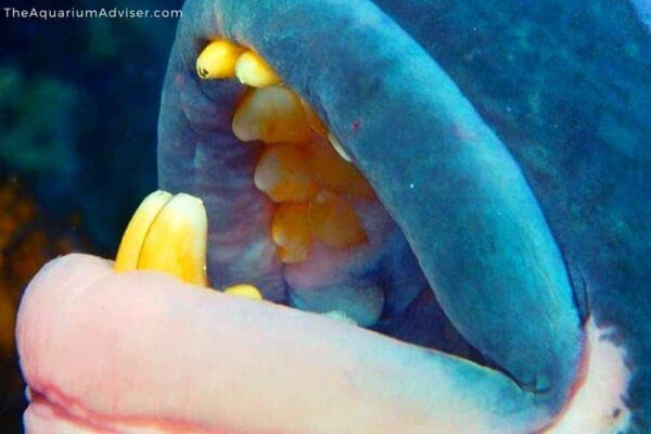 7 Types of Triggerfish and Triggerfish Teeth
