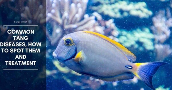 Common Tang Diseases, How to Spot Them and Treatment