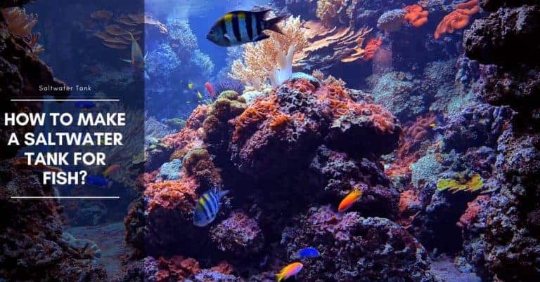 Saltwater Tank Setup Checklist for Reef and Marine