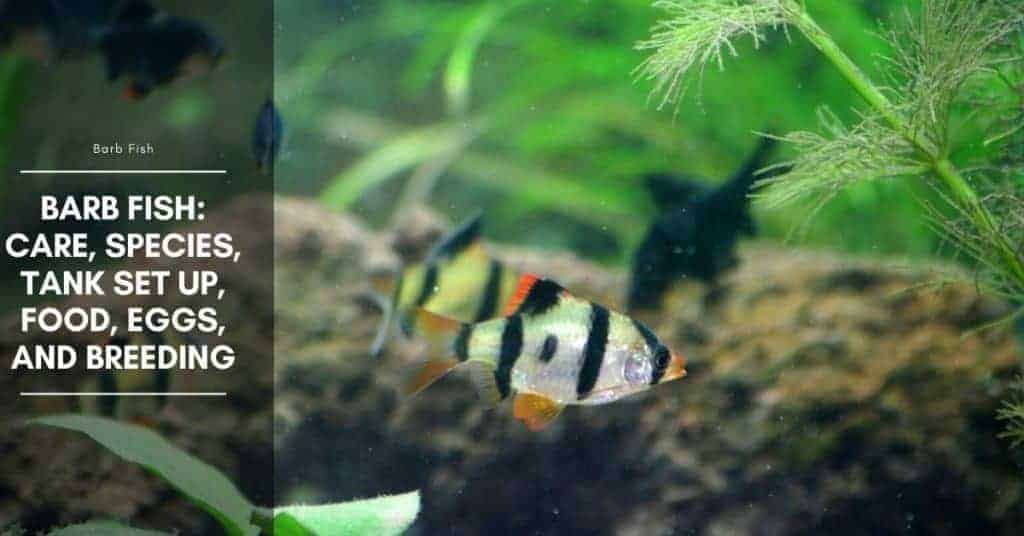 What Kind of Food Do Tiger Barb Fish Eat?