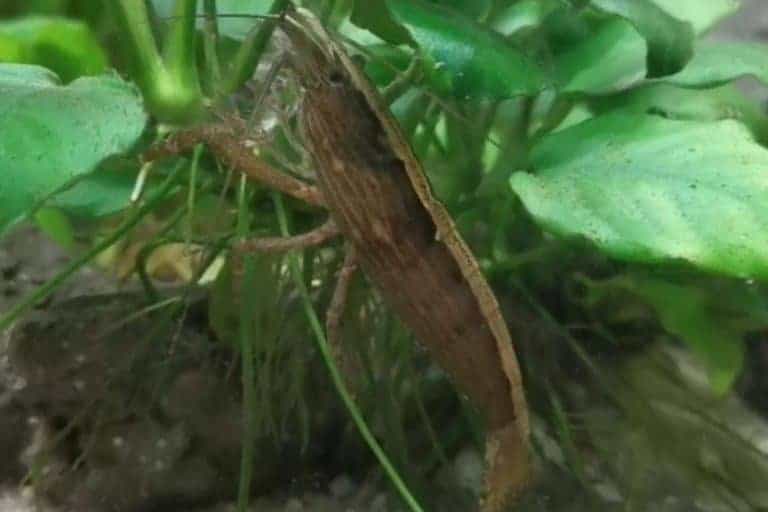 13 Freshwater Aquarium Shrimp - Best Shrimp For Your Tank