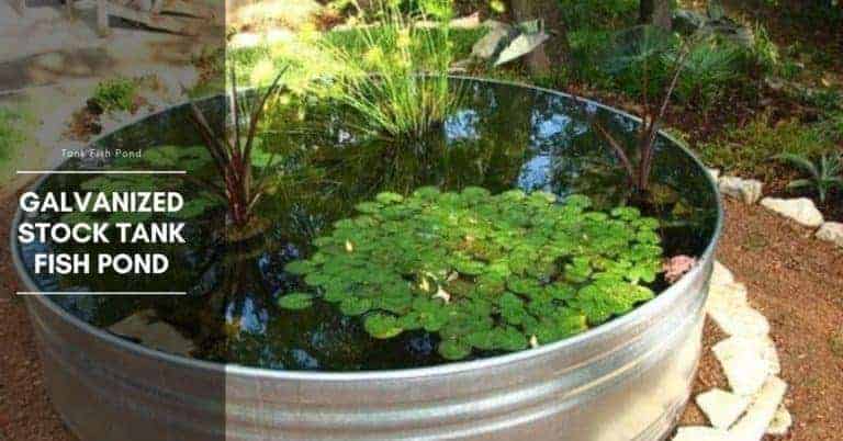 Galvanized Stock Tank Fish Pond - The Aquarium Adviser