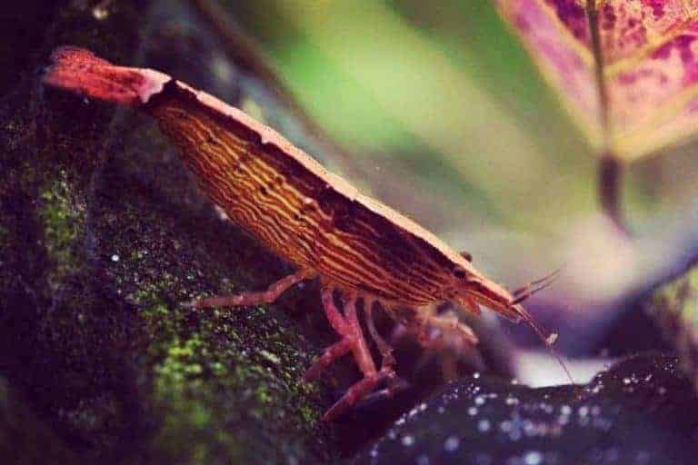 13 Freshwater Aquarium Shrimp - Best Shrimp For Your Tank