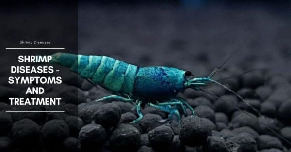 Shrimp Diseases - Symptoms and Treatment - The Aquarium Adviser
