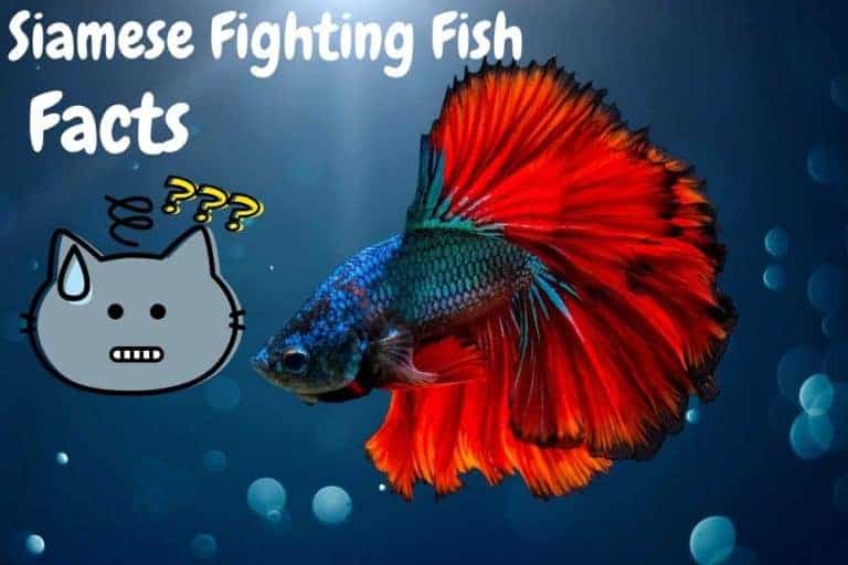 Siamese Fighting Fish Facts - Tank Mates, Diet, and Care
