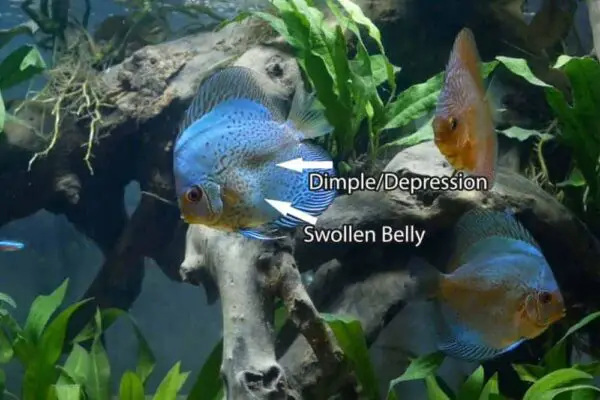 Discus Fish Diseases and Treatment - The Aquarium Adviser