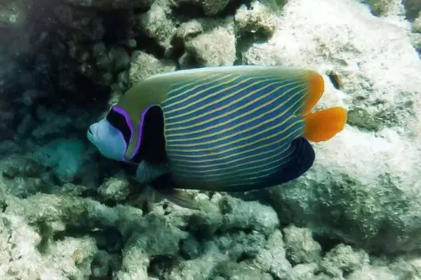 7 Types of Saltwater Angelfish (Pomacanthidae Family)