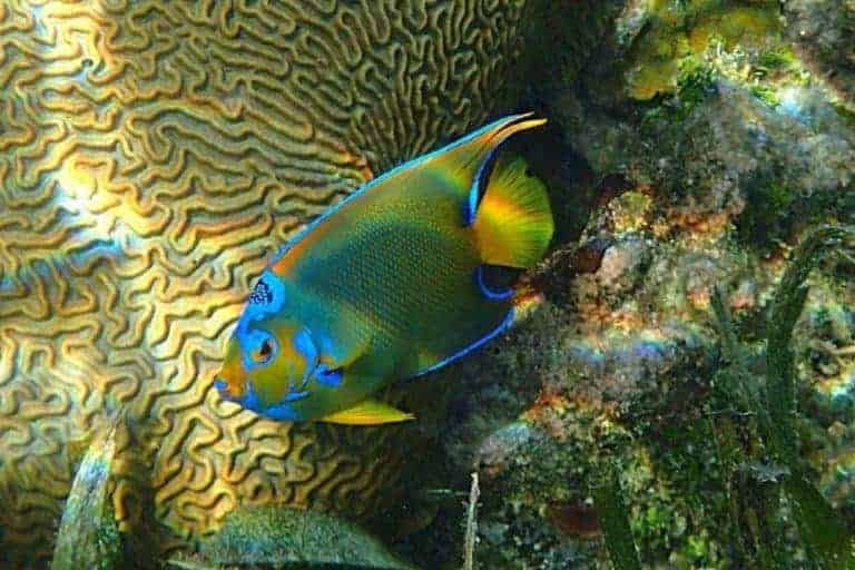7 Types of Saltwater Angelfish (Pomacanthidae Family)
