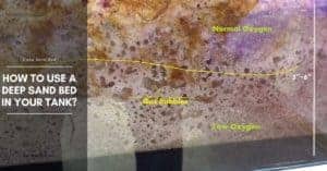 Learn How to Use a Deep Sand Bed in Your Tank - The Aquarium Adviser