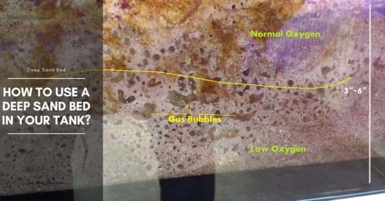 Learn How to Use a Deep Sand Bed in Your Tank - The Aquarium Adviser