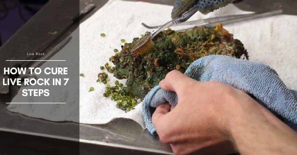 How to Cure Live Rock in 7 Steps - The Aquarium Adviser