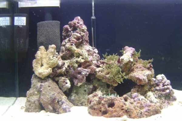 Types of Live Rock for Saltwater Aquarium - The Aquarium Adviser
