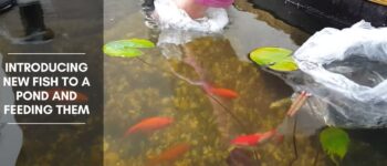 Koi Types: Varieties, Colors, Feeding, Nutrition & Growth