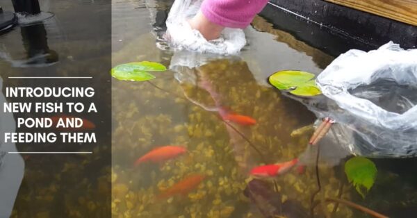 Introducing New Fish to a Pond and Feeding Them - The Aquarium Adviser
