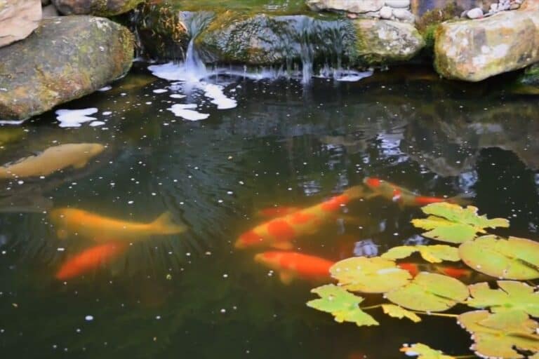 Introducing New Fish to a Pond and Feeding Them - The Aquarium Adviser
