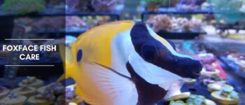 When Do Protogynous Fish Change from Female to Male?