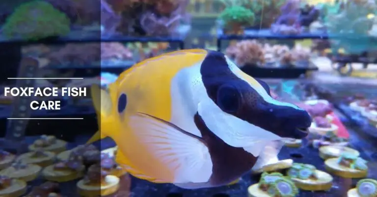 Foxface Fish Care: Are they reef-safe fish? - The Aquarium Adviser