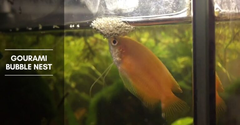 Gourami Bubble Nest - Breeding, and Common Gourami Species - The ...