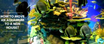 11 Most Amazing Aquarium in The World | The Aquarium Adviser