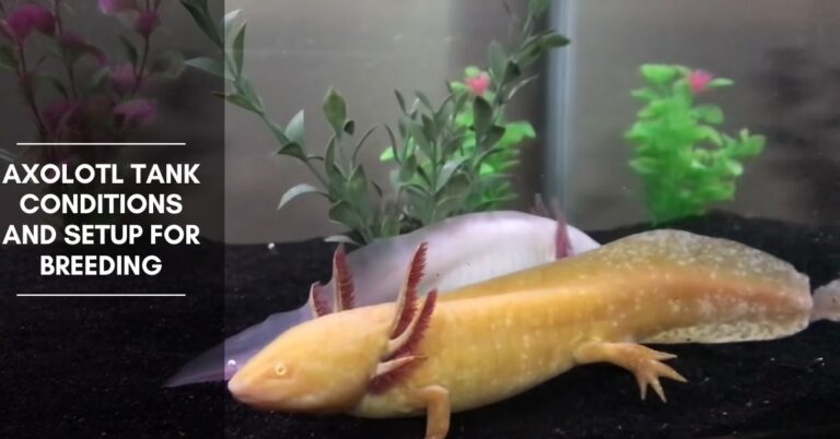 Axolotl Breeding Tank Setup and Tank Conditions for Breeding