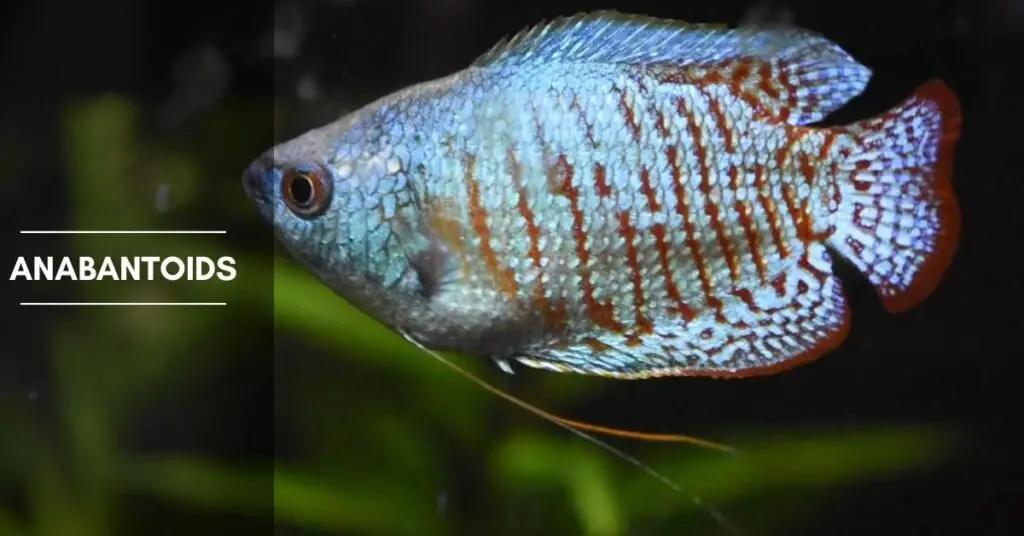 26 Anabantoids Fish Species - Gourami, Betta, Paradise Fish, and More