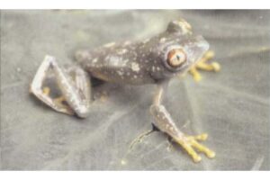 Mixing Tree Frogs - Can Different Species of Tree Frogs Live Together?