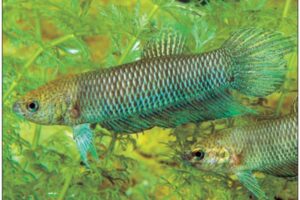 26 Anabantoids Fish Species - Gourami, Betta, Paradise Fish, and More