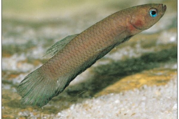 26 Anabantoids Fish Species - Gourami, Betta, Paradise Fish, and More