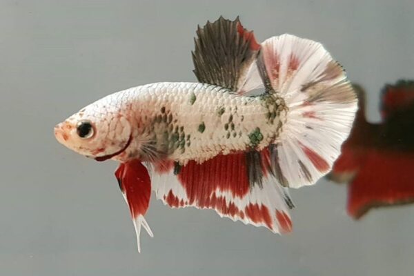 26 Anabantoids Fish Species - Gourami, Betta, Paradise Fish, and More