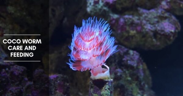 Coco Worm Care and Feeding - The Aquarium Adviser