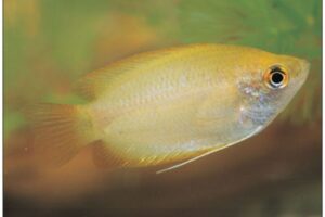 26 Anabantoids Fish Species - Gourami, Betta, Paradise Fish, and More