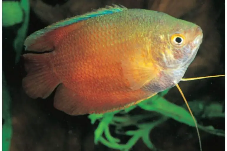 26 Anabantoids Fish Species - Gourami, Betta, Paradise Fish, and More