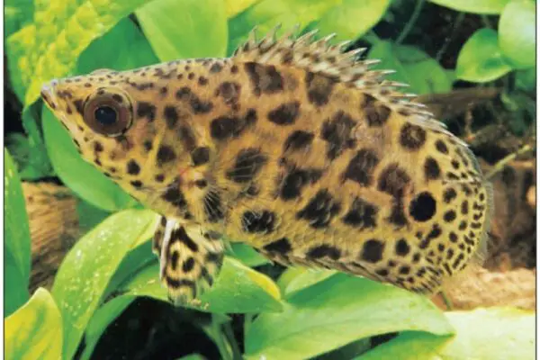 26 Anabantoids Fish Species - Gourami, Betta, Paradise Fish, and More